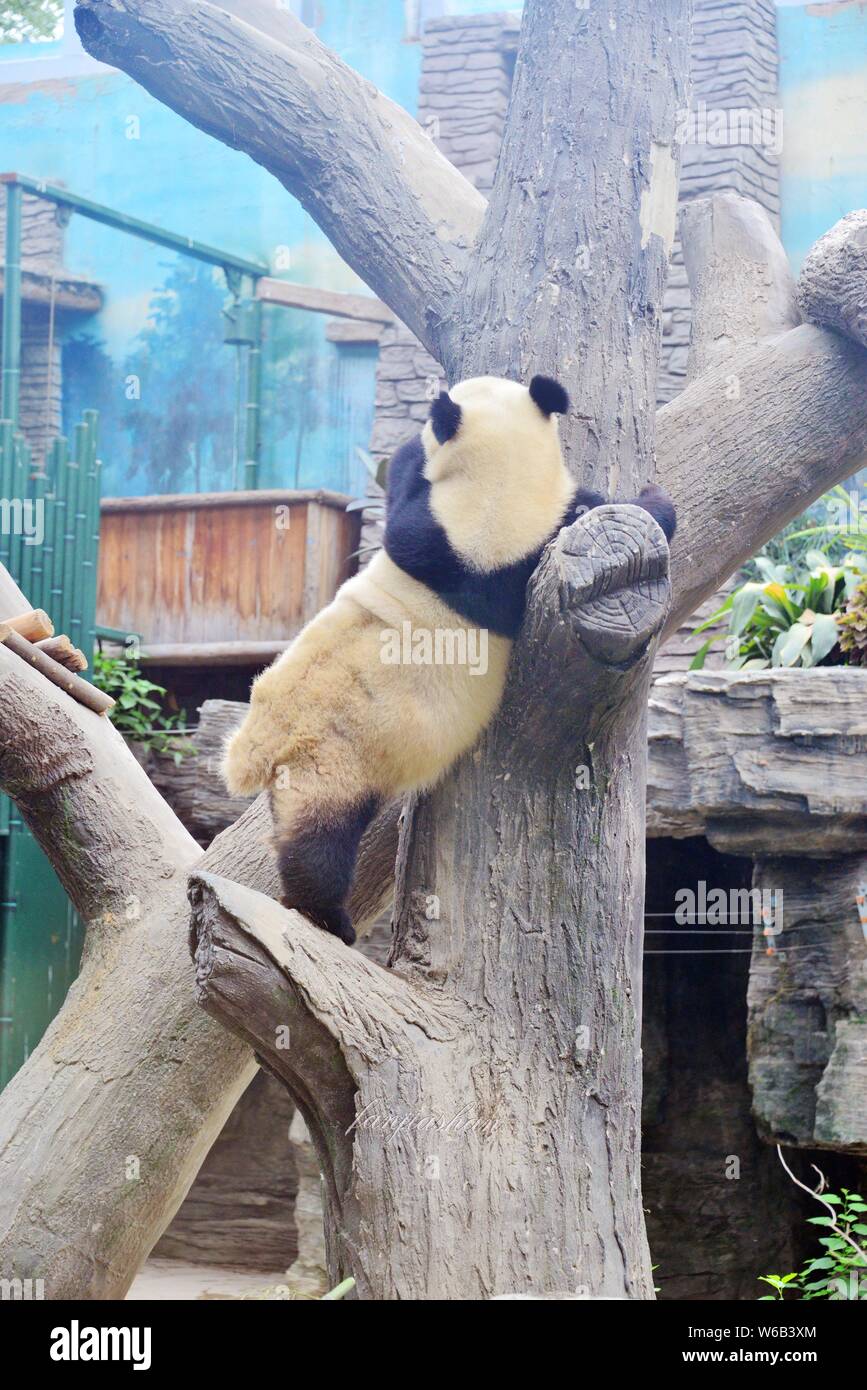 A view of the back of giant panda Dian Dian on a tree as it waits for ...