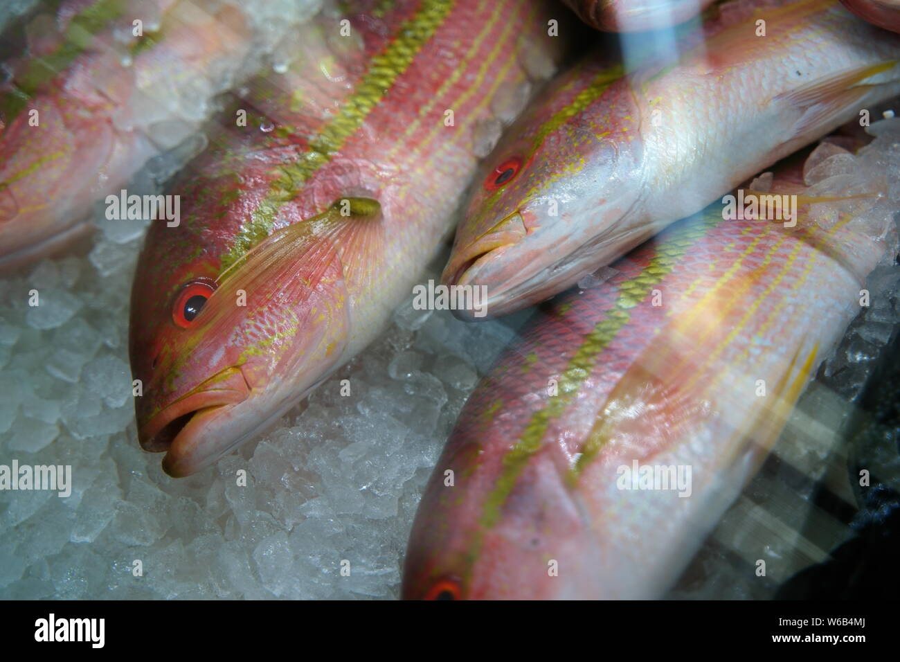 Frozen yellowtail snapper behind glass counter at the supermarket Stock ...
