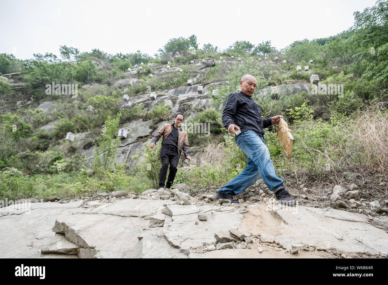 Beekeepers guide bees to find their way back to their hives at China's ...