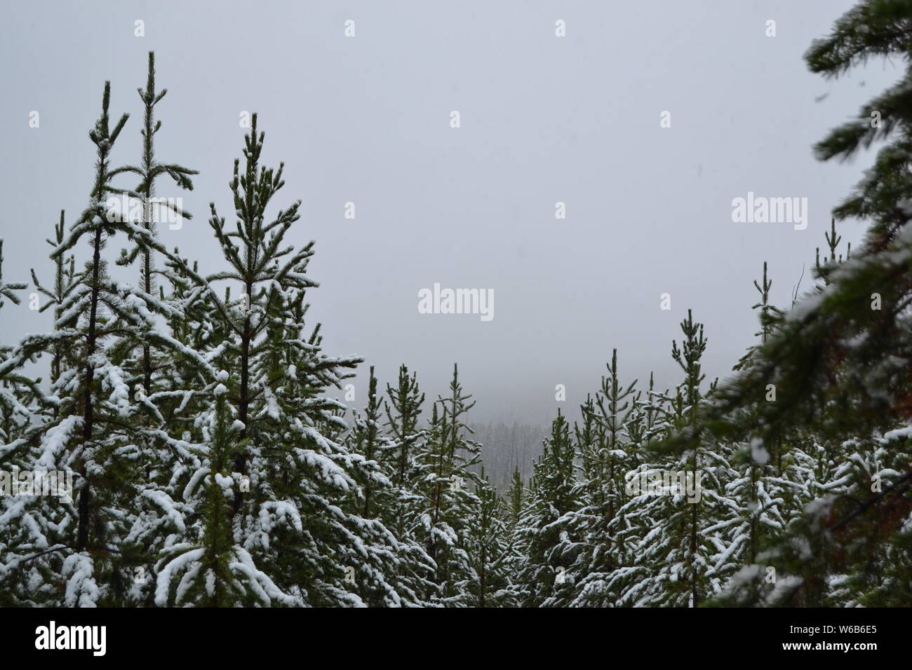 Yellowstone snow tree tops Stock Photo - Alamy