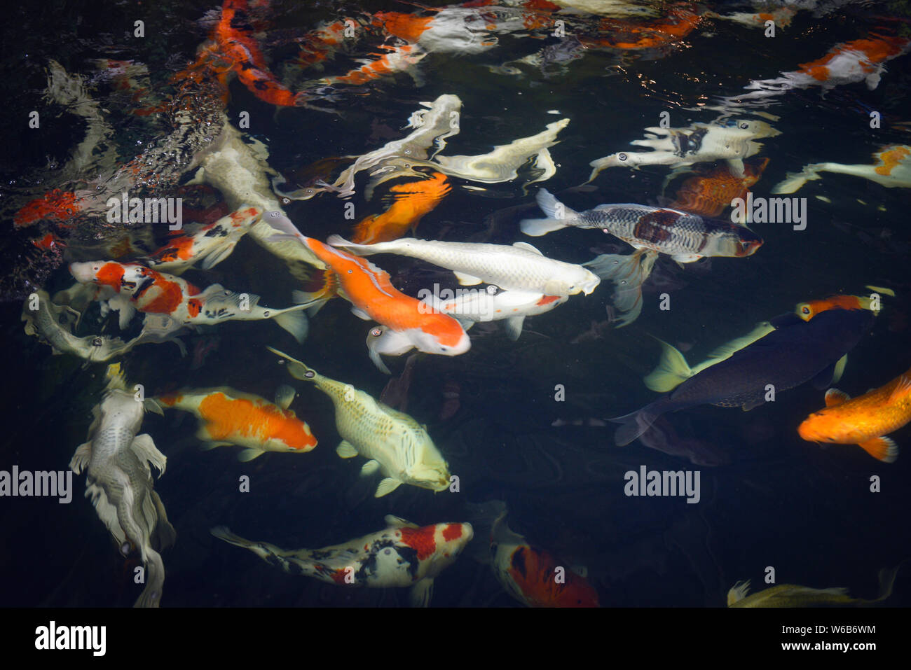 Colorful fancy koi fish on the surface water / beautiful fish carp ...