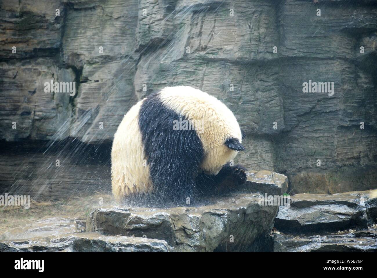 A giant panda cools off in a shower to resist the heat wave at Beijing ...