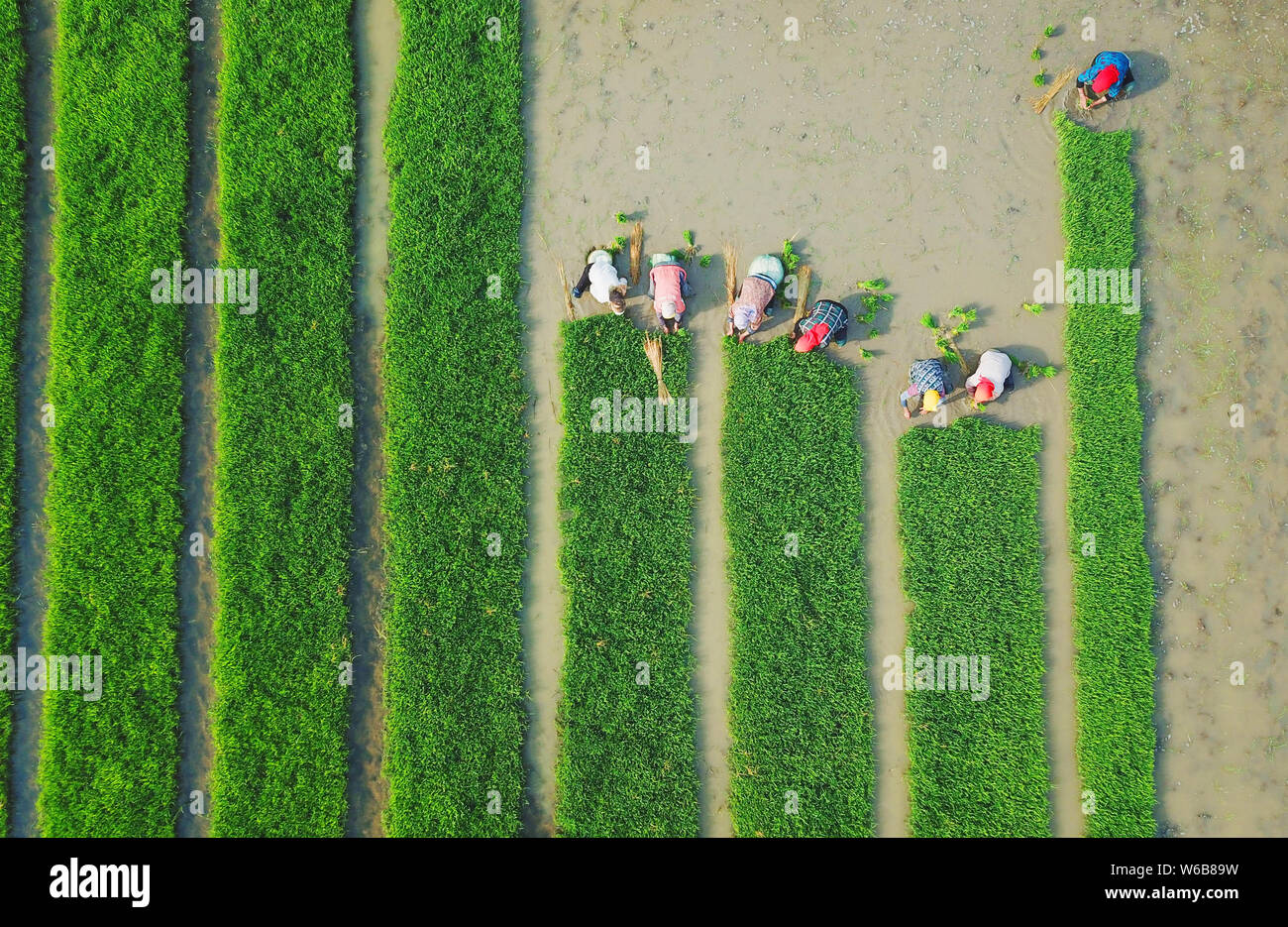 Pick pick rice hi-res stock photography and images - Alamy