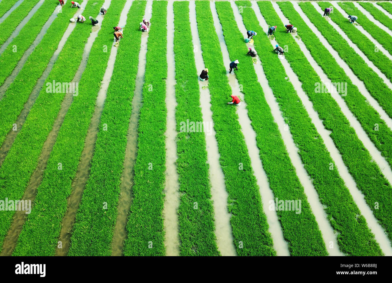 Chinese farmers weed rice seedlings to be planted in other fields on ...