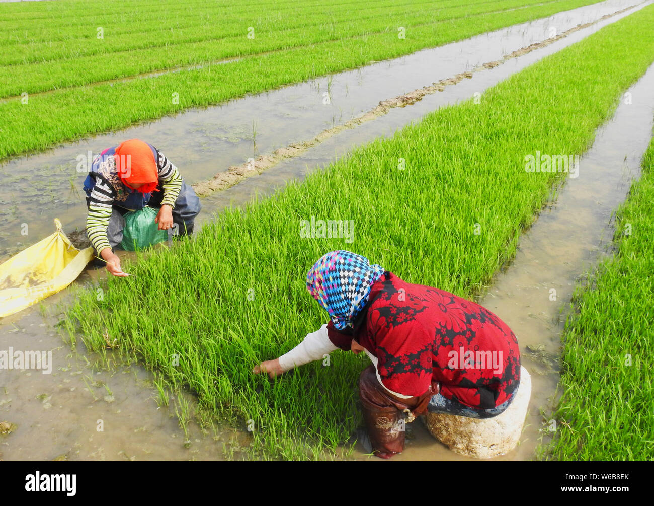 Weed In Rice Fields High Resolution Stock Photography and Images - Alamy