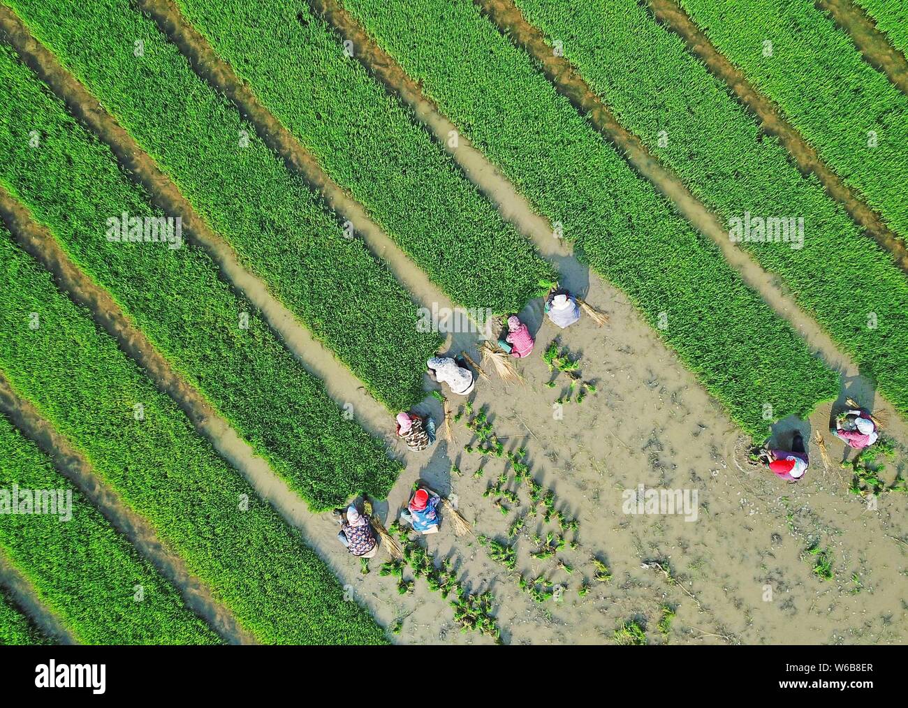 Pick pick rice hi-res stock photography and images - Alamy