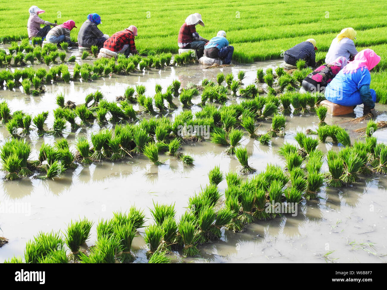 Pick pick rice hi-res stock photography and images - Alamy