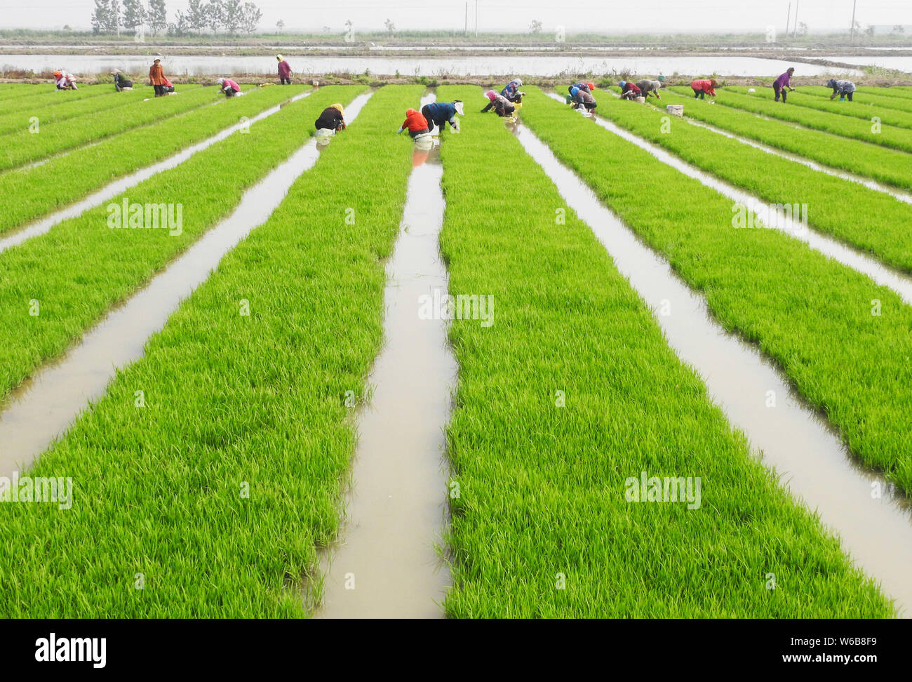 Weed in rice fields hi-res stock photography and images - Alamy