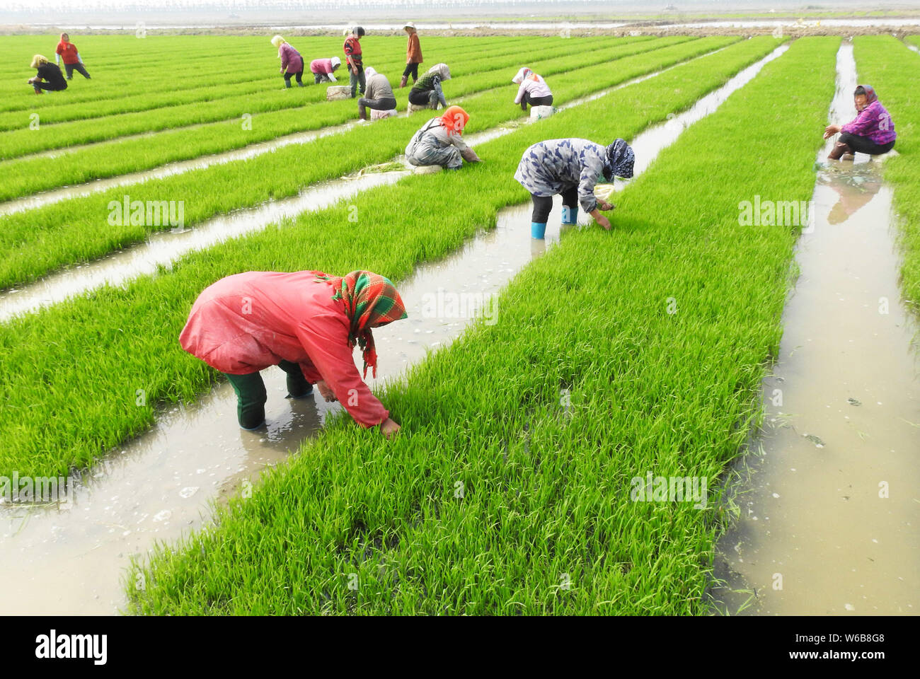 Weed In Rice Fields High Resolution Stock Photography and Images - Alamy