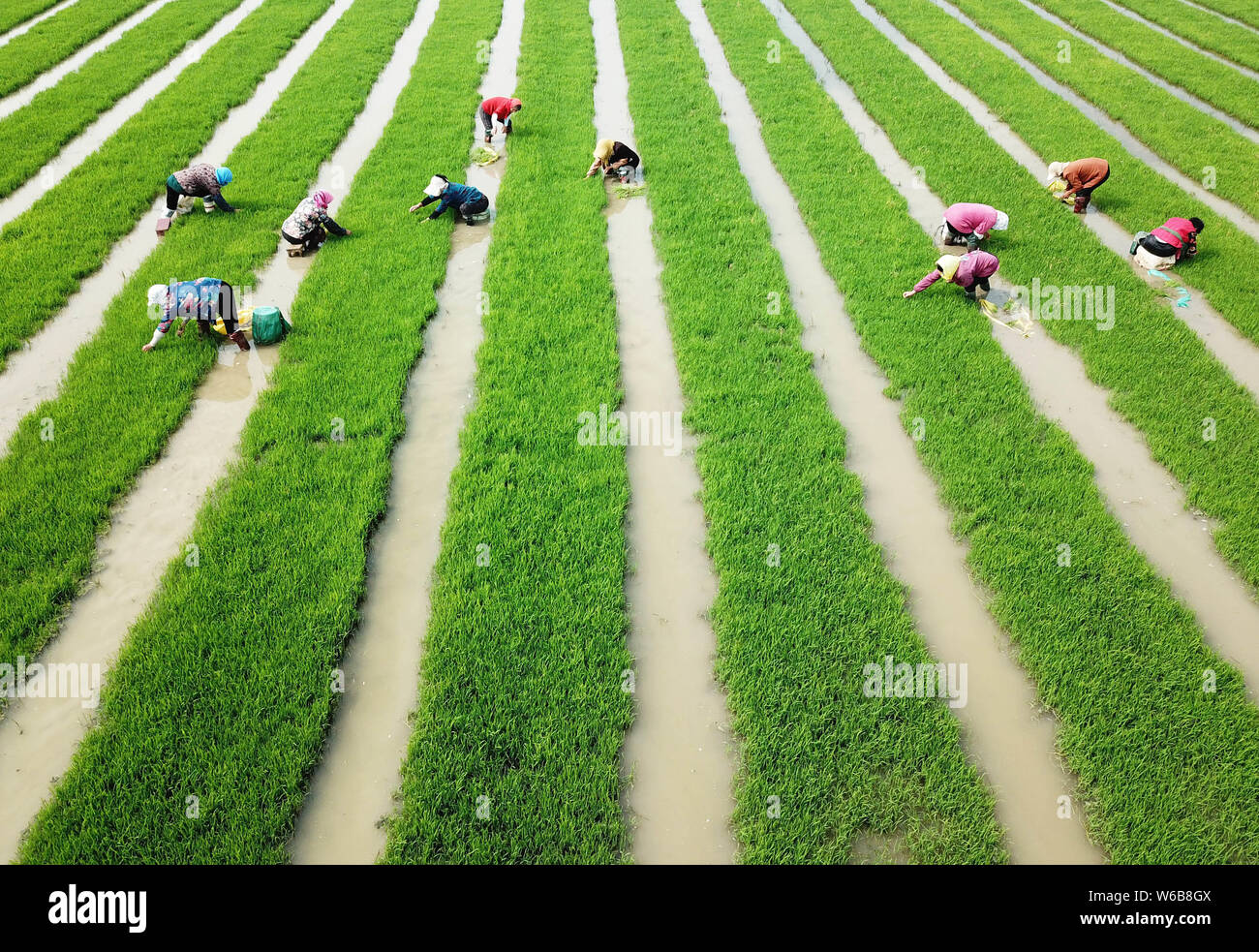 Chinese farmers weed rice seedlings to be planted in other fields on ...