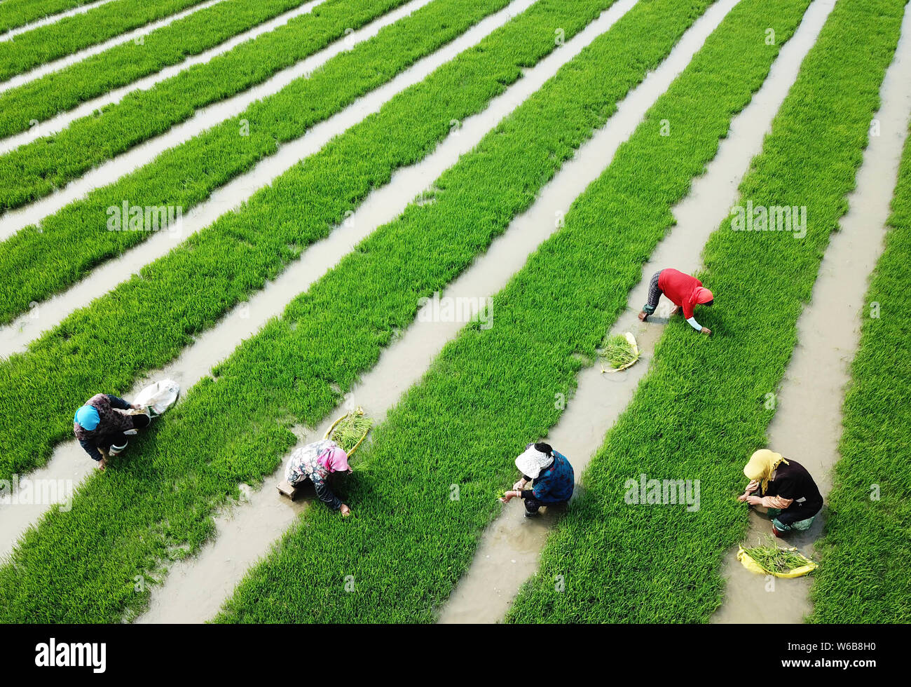 Weed In Rice Fields High Resolution Stock Photography and Images - Alamy