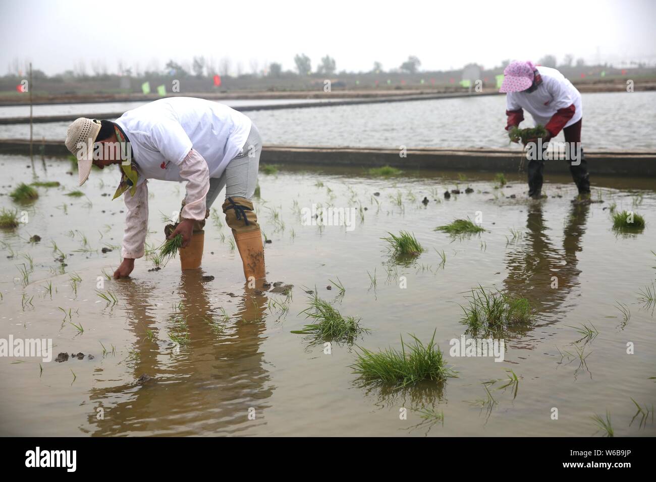 Rice plant soil salinity hi-res stock photography and images - Alamy