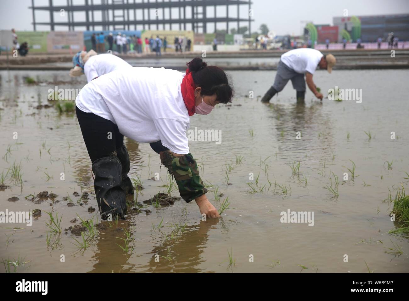 Chinese agro-technicians plant "seawater rice" seedlings that can ...