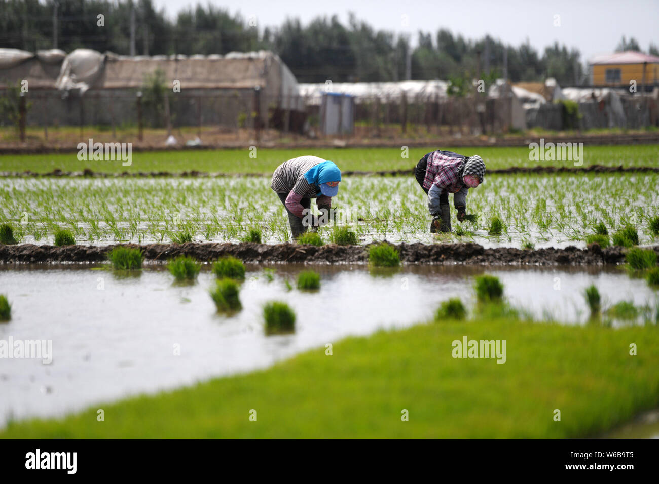 Chinese farmers plant rice seedlings in the field on the outskirts of ...