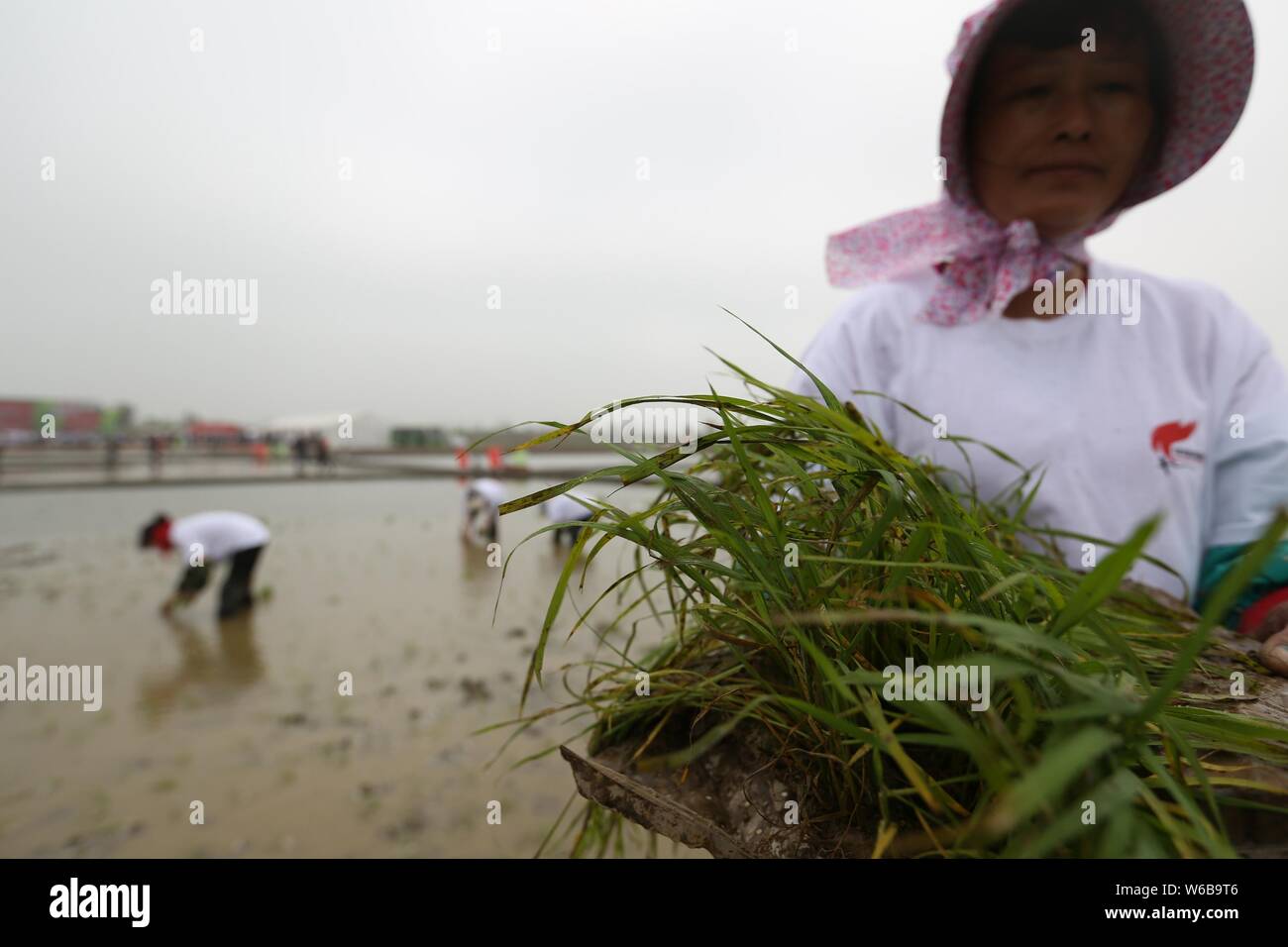 A Chinese agro-technician shows "seawater rice" seedlings that can ...