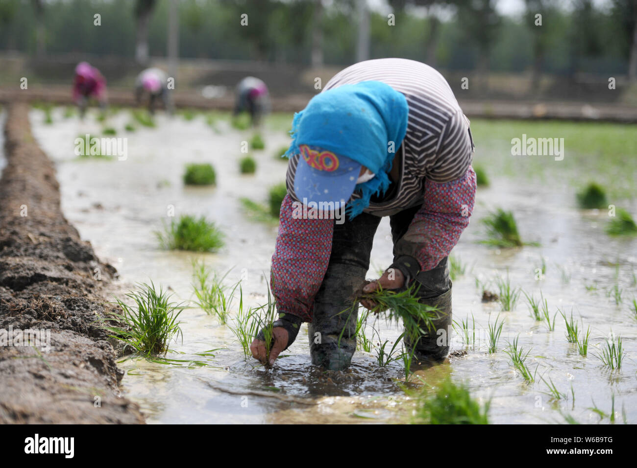 Chinese farmers plant rice seedlings in the field on the outskirts of ...