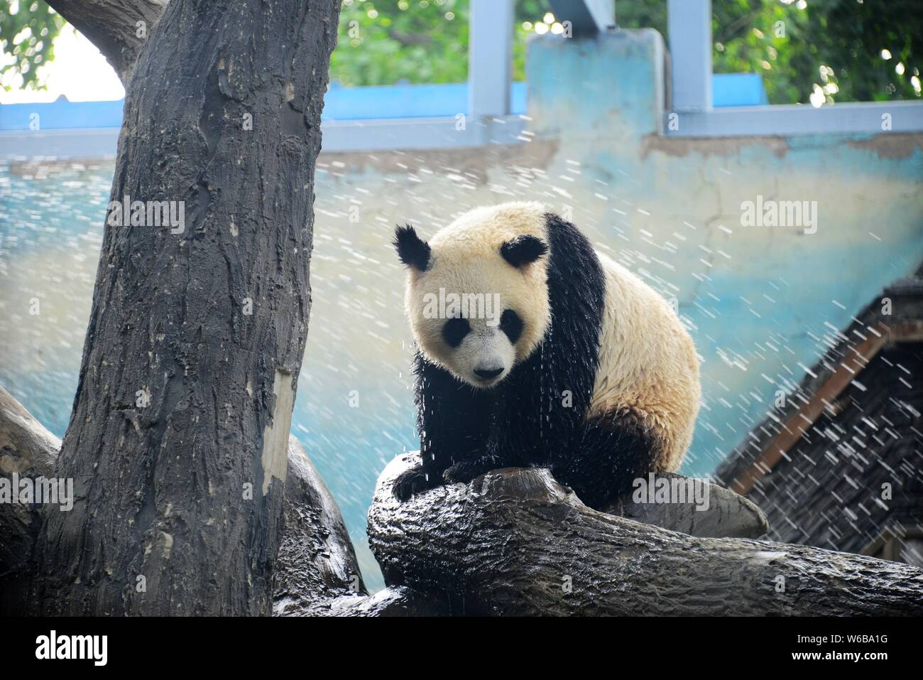 A giant panda cools off in a shower to resist the heat wave at Beijing ...