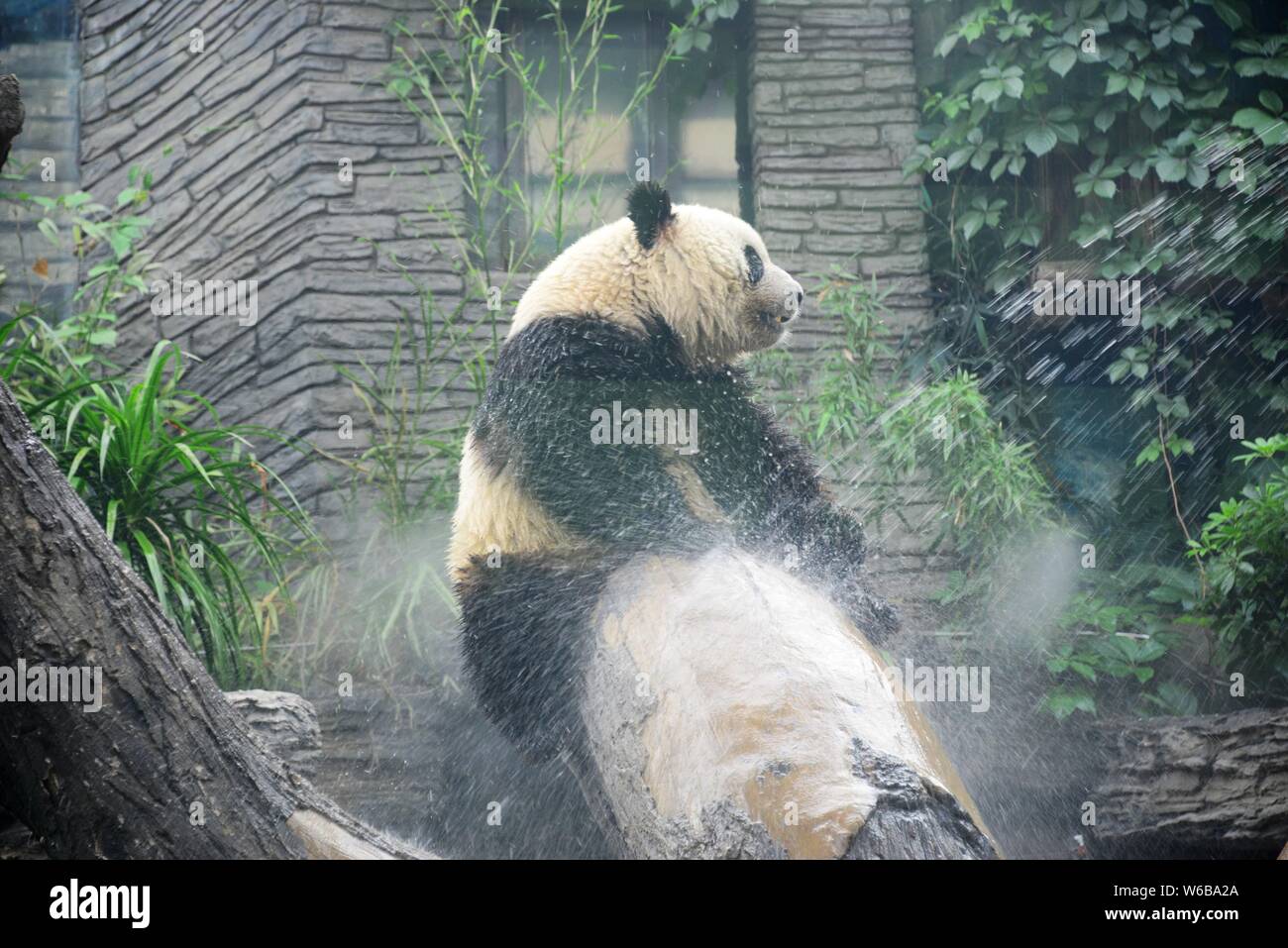 A giant panda cools off in a shower to resist the heat wave at Beijing ...