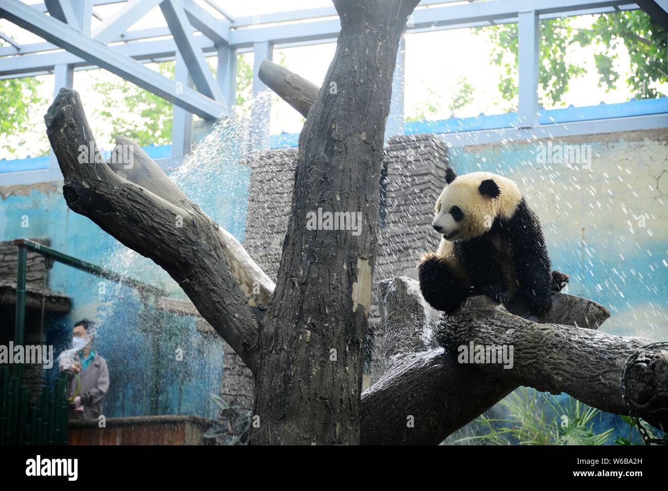 A giant panda cools off in a shower to resist the heat wave at Beijing ...