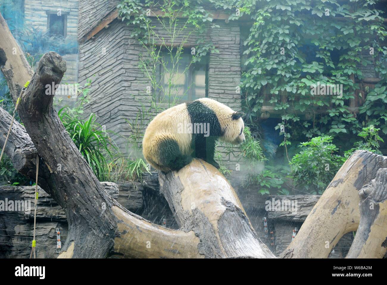 A giant panda cools off in a shower to resist the heat wave at Beijing ...