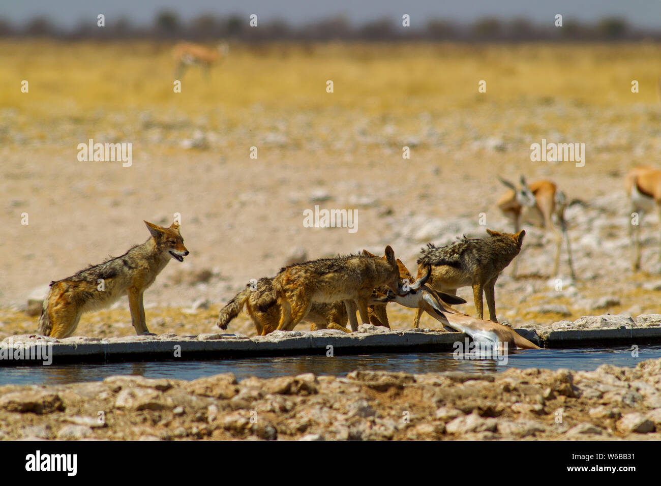 Jackals killing springbok at Gemsbokvlakte waterhole, Etosha National ...
