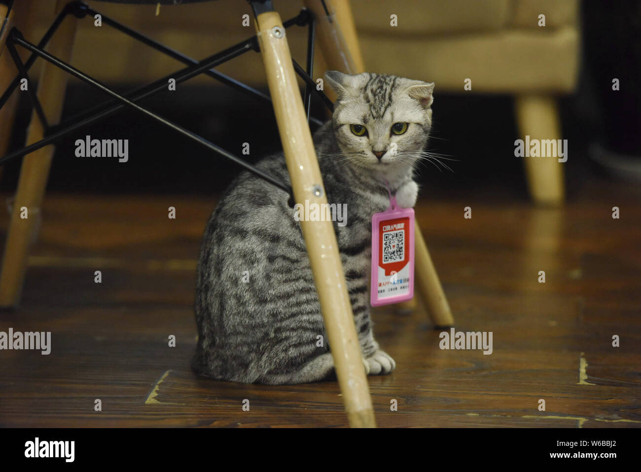 Bar code cat hi-res stock photography and images - Alamy