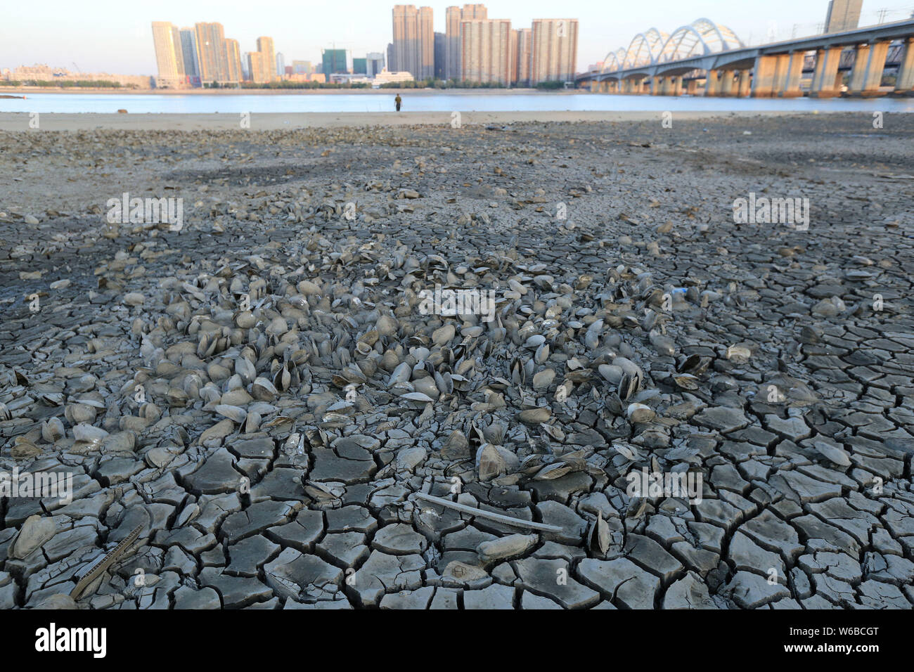 Dead clams hi-res stock photography and images - Alamy