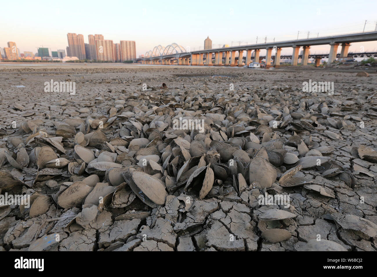 Dead clams hi-res stock photography and images - Alamy