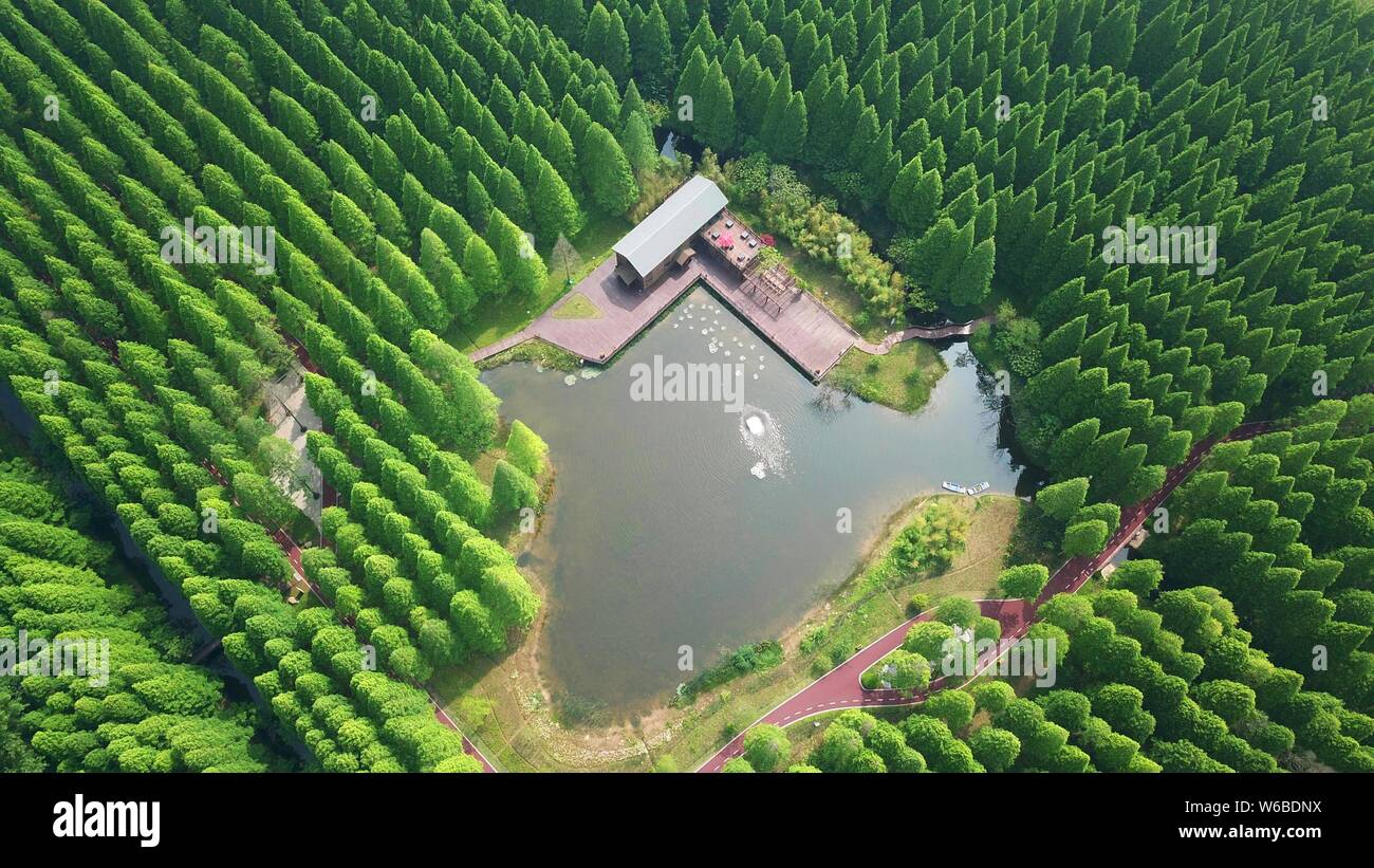 Aerial scenery of the Huanghai National Forest Park or Yellow Sea ...