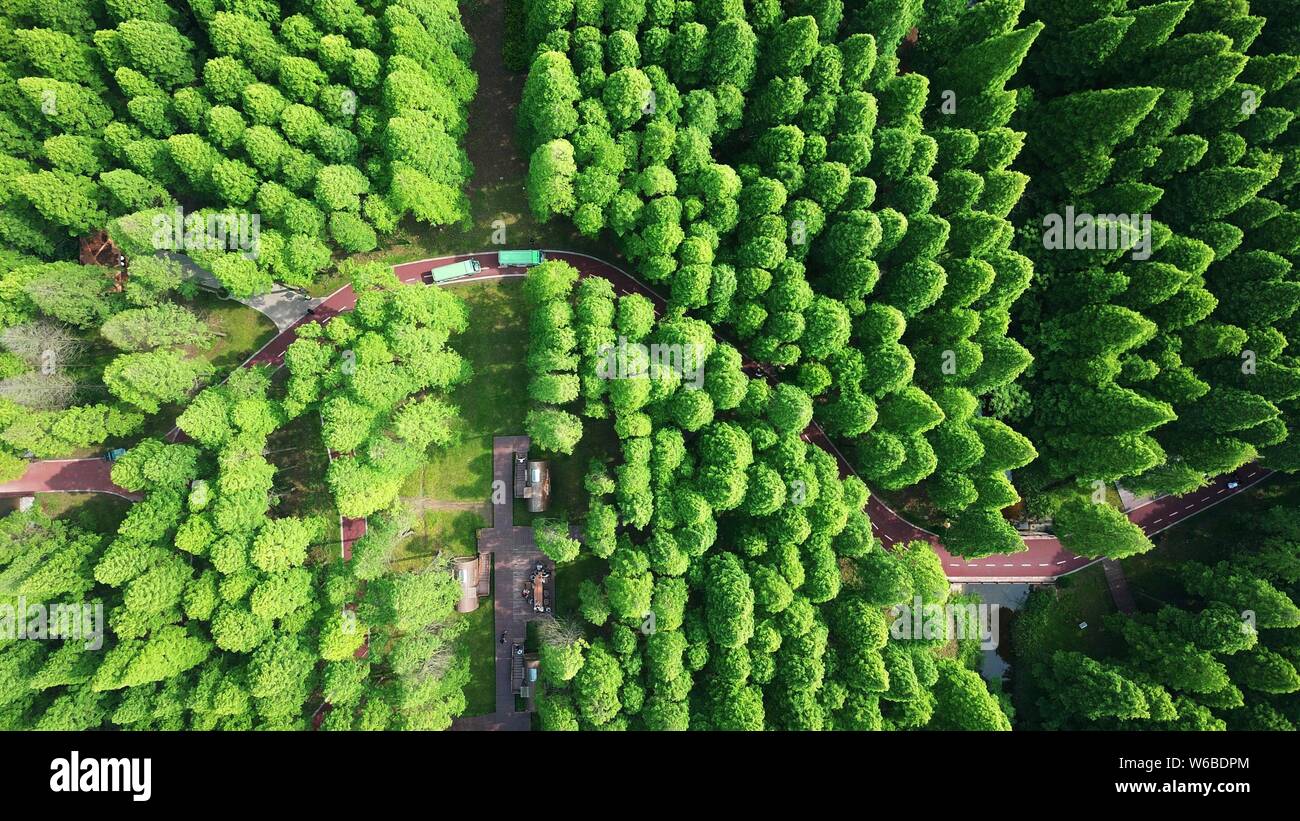 Aerial scenery of the Huanghai National Forest Park or Yellow Sea ...