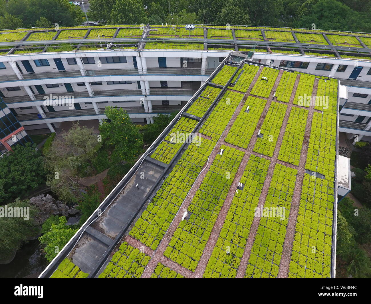 An aerial view of rooftop greening on buildings in Zhengdong New Area ...