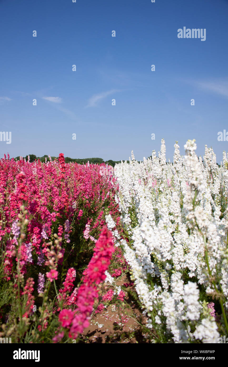 Montpellier cheltenham summer hi-res stock photography and images - Alamy