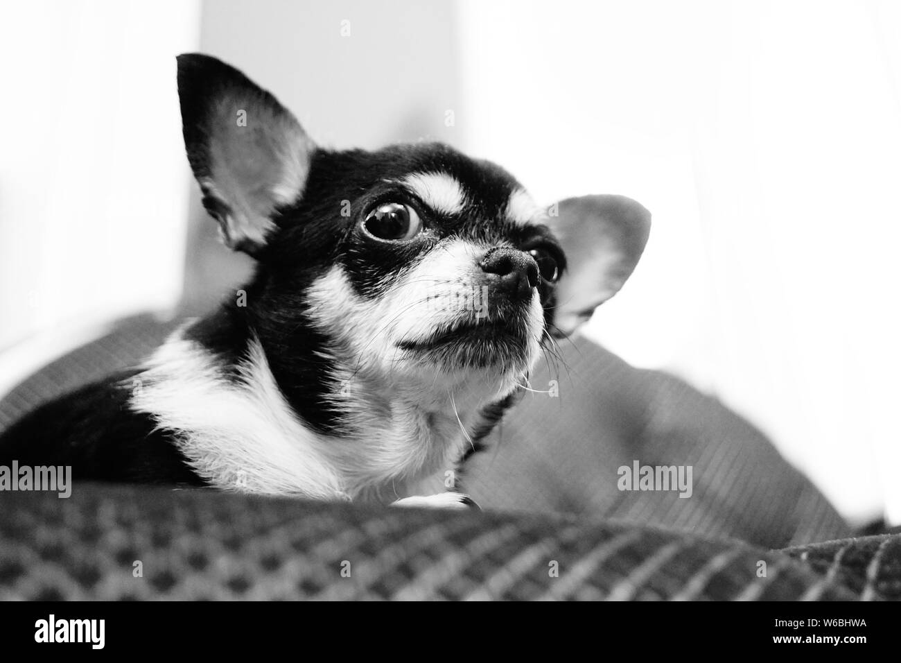 Do Chihuahuas Have Overbites