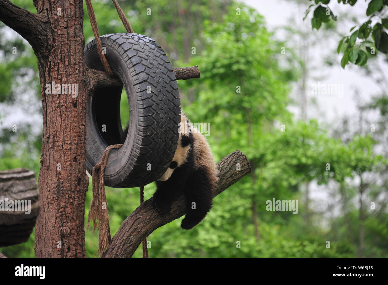 --FILE--A giant panda cub plays with a hanging tire on a tree at a base ...