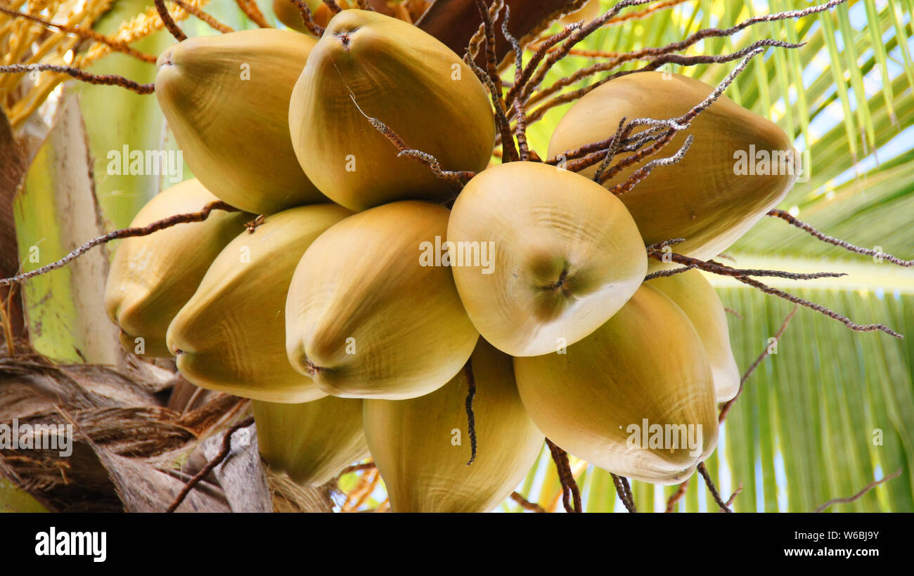 Coconut tree. Tropics. Fruits of coconut. Coconut tree on the sky ...
