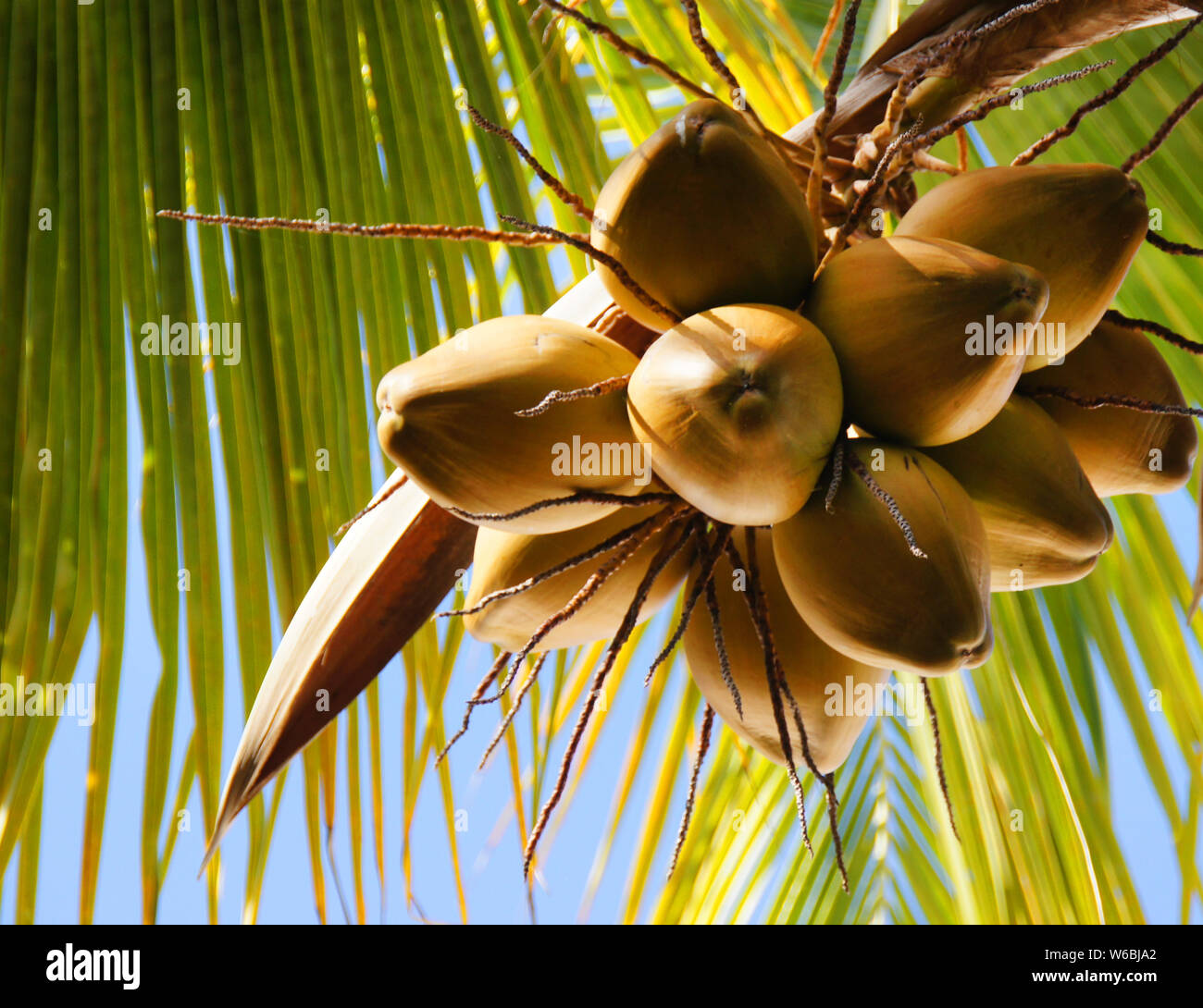 Coconut tree. Tropics. Fruits of coconut. Coconut tree on the sky ...