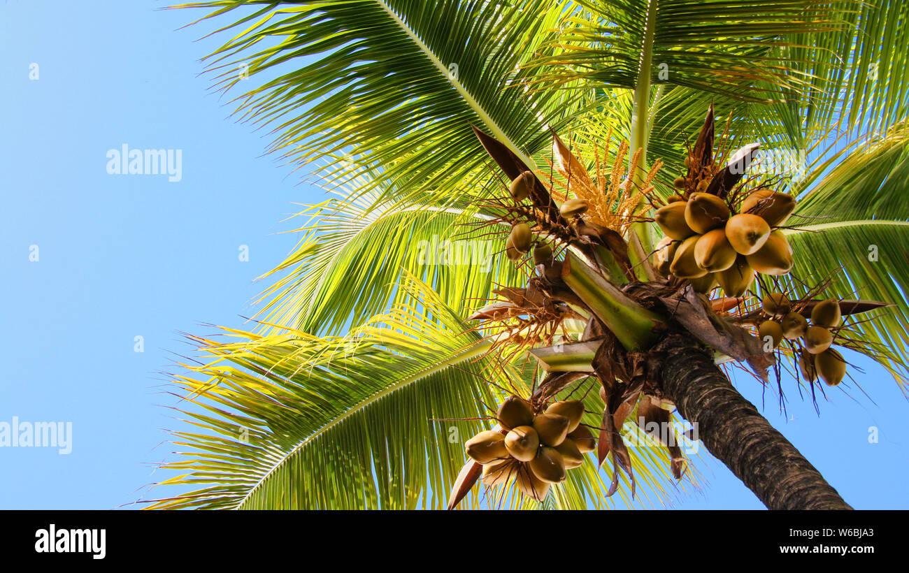 Coconut tree. Tropics. Fruits of coconut. Coconut tree on the sky ...