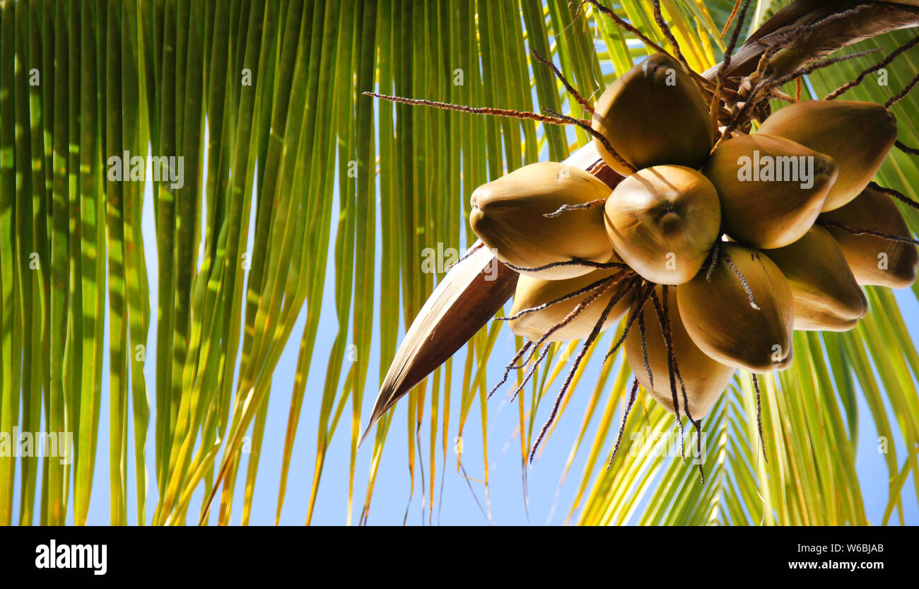 Coconut tree. Tropics. Fruits of coconut. Coconut tree on the sky ...