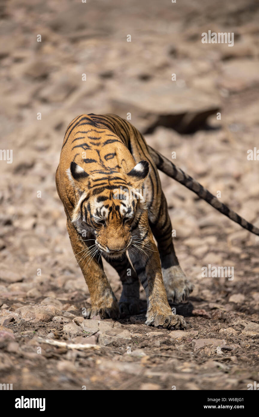 Royal bengal female tiger resting near water body on white rocks. Tired ...