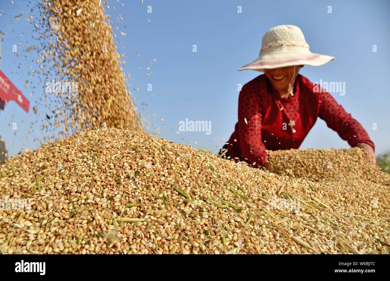 A Chinese farmer reacts as she harvests wheat in the field in Gaotou ...