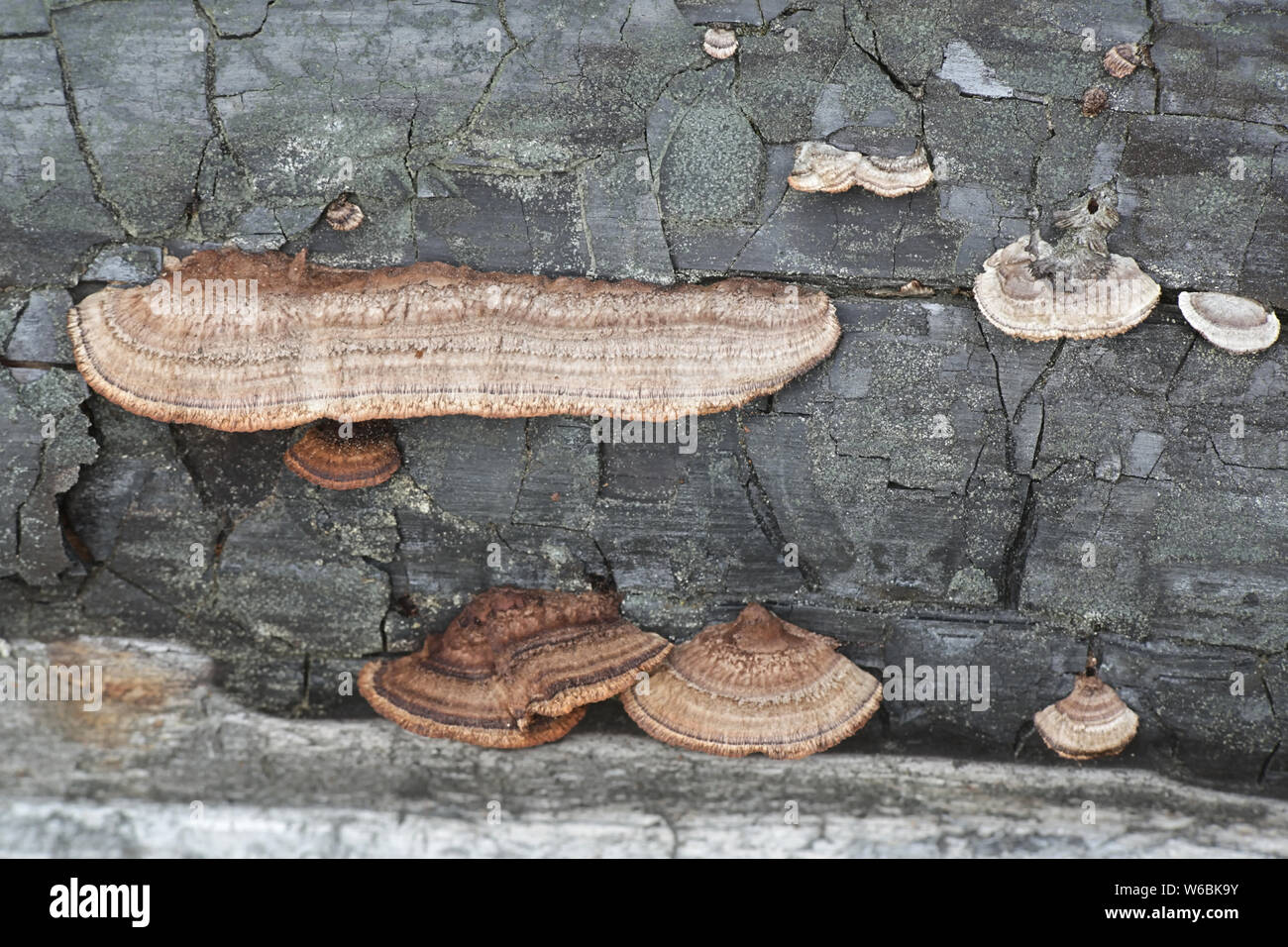Yellow bracket fungus hi-res stock photography and images - Alamy