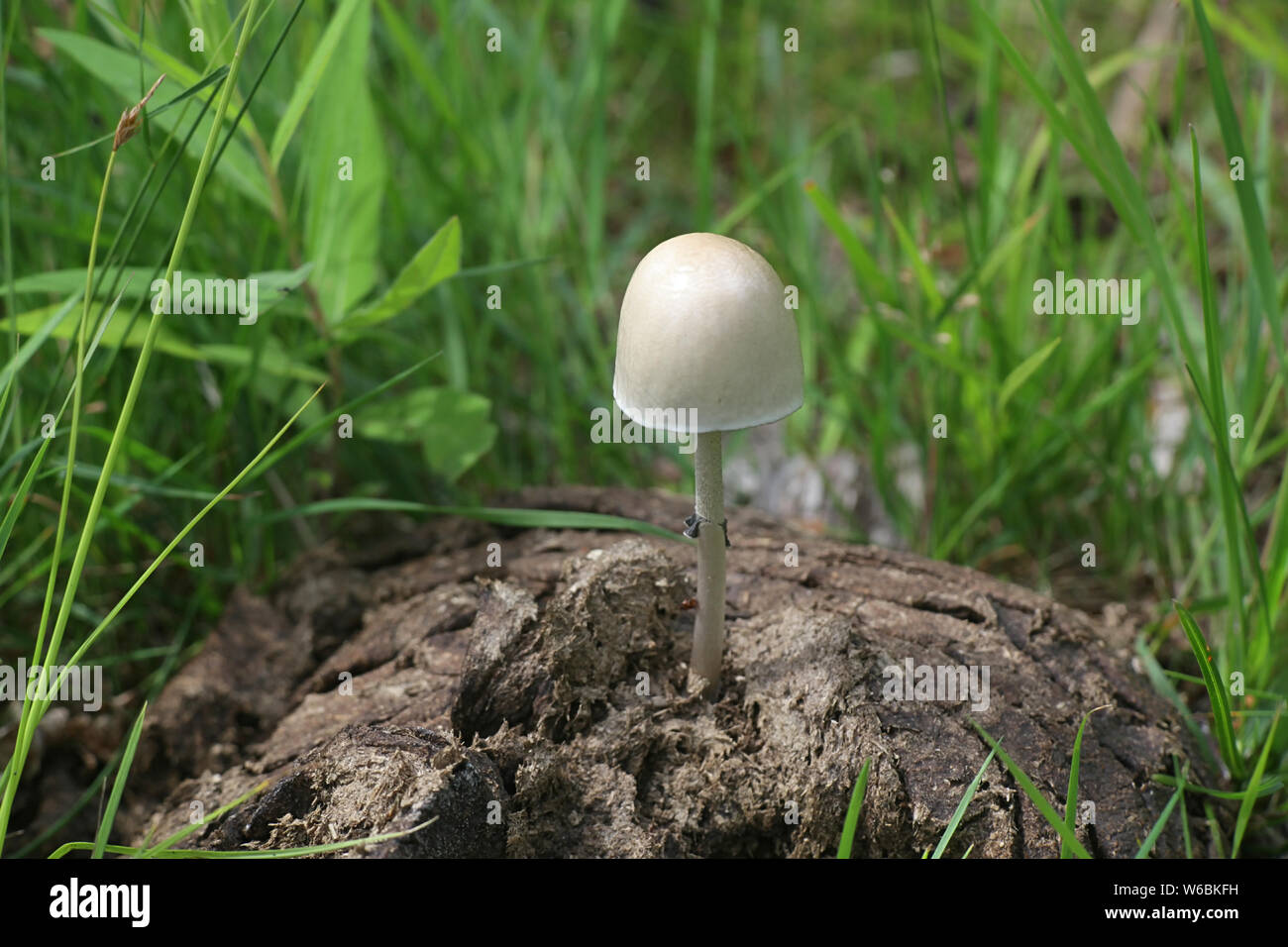 Shiny toadstool hi-res stock photography and images - Alamy