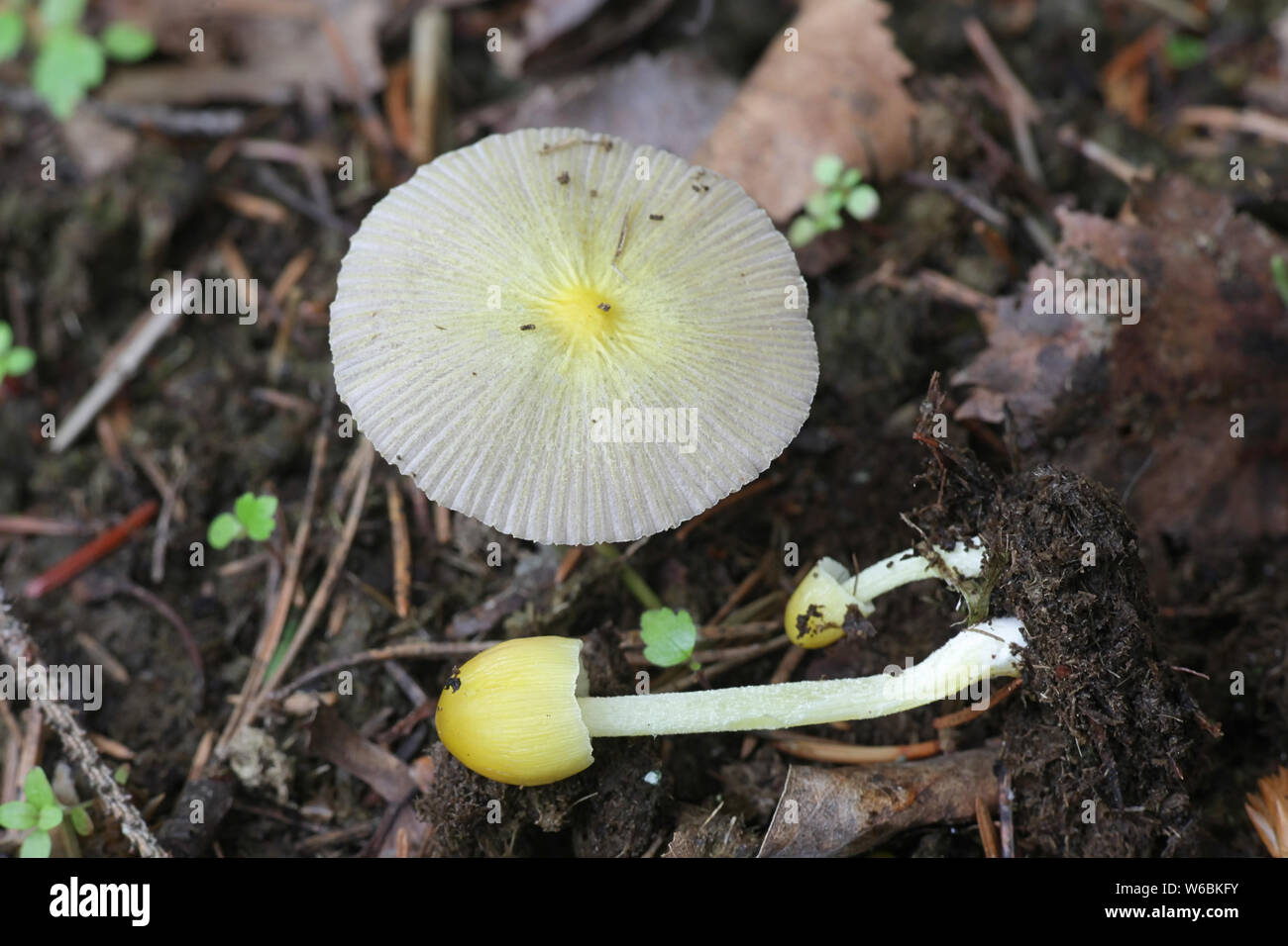 Bolbitius titubans, also known as Bolbitius vitellinus, commonly called ...