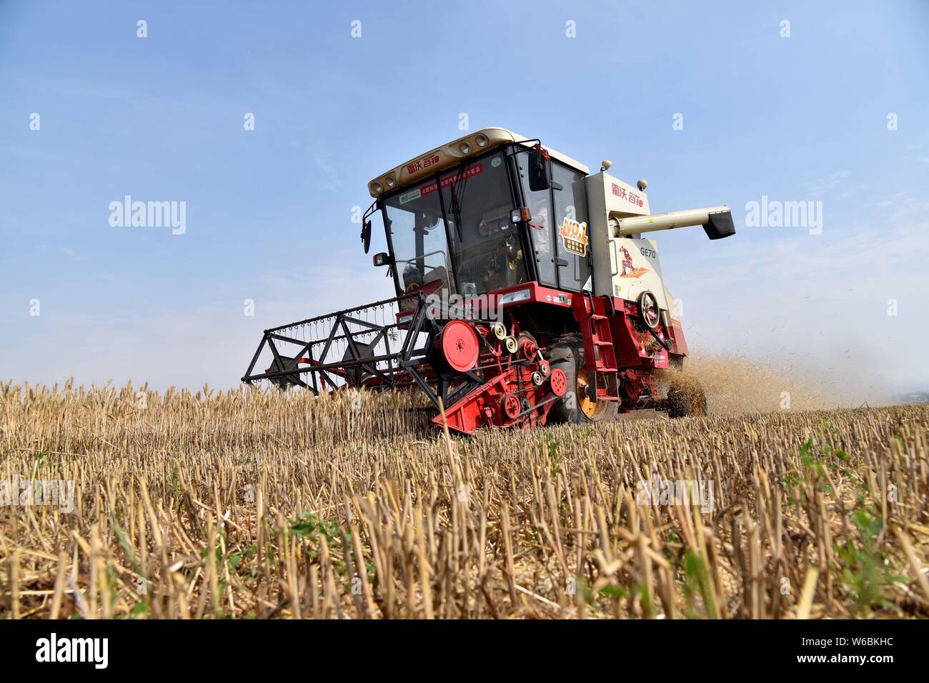 A reaping machine harvests wheat in the field in Gaotou village ...