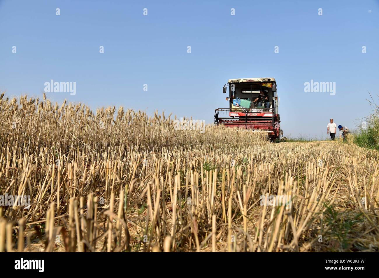 A reaping machine harvests wheat in the field in Gaotou village ...