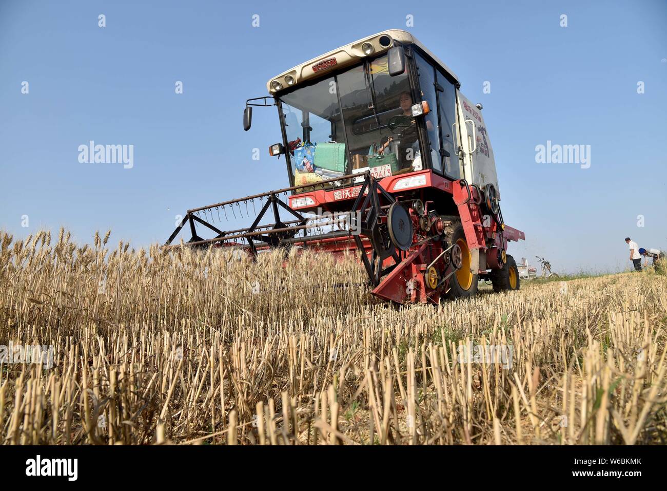A reaping machine harvests wheat in the field in Gaotou village ...
