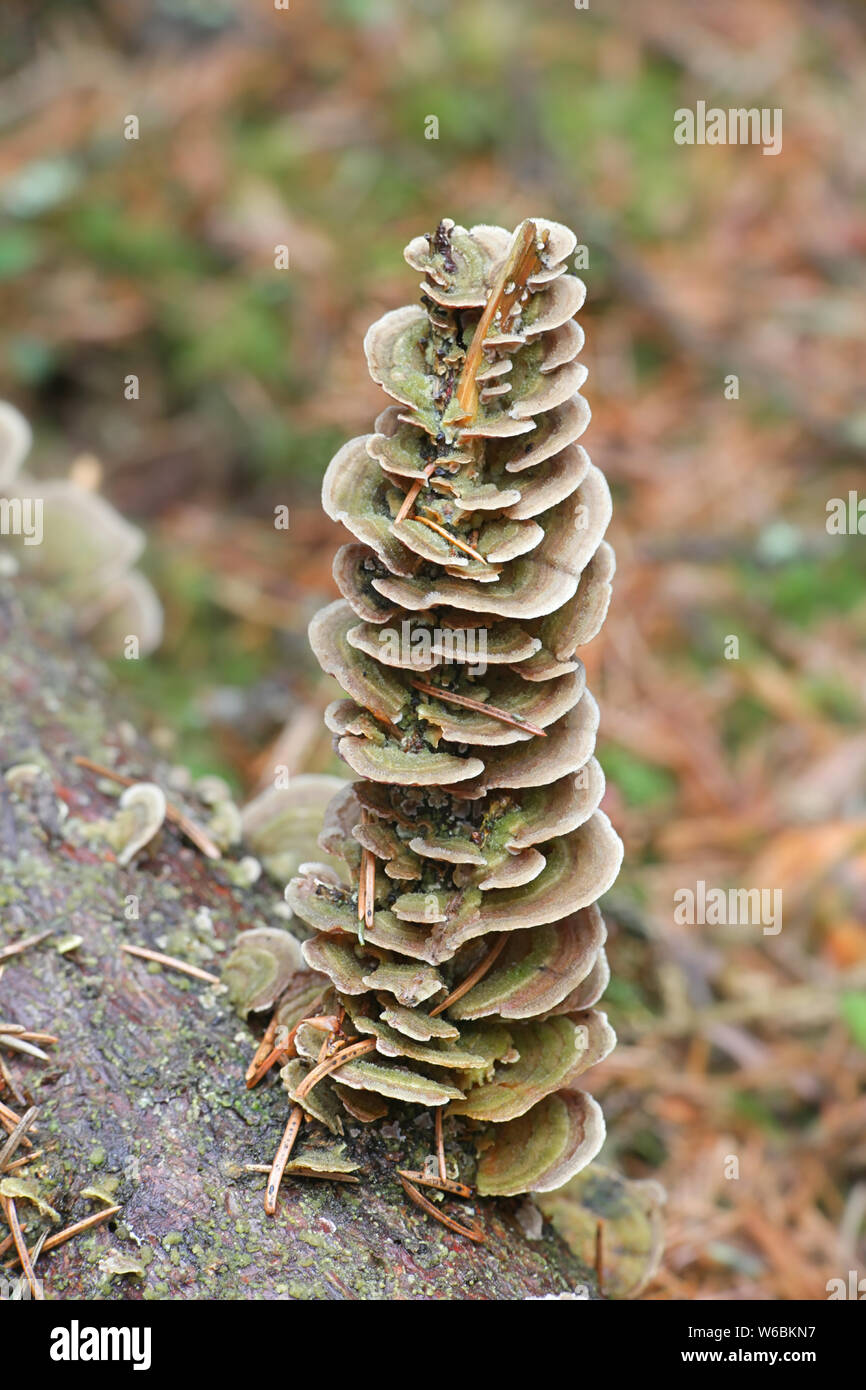 Purplepore bracket fungus hi-res stock photography and images - Alamy