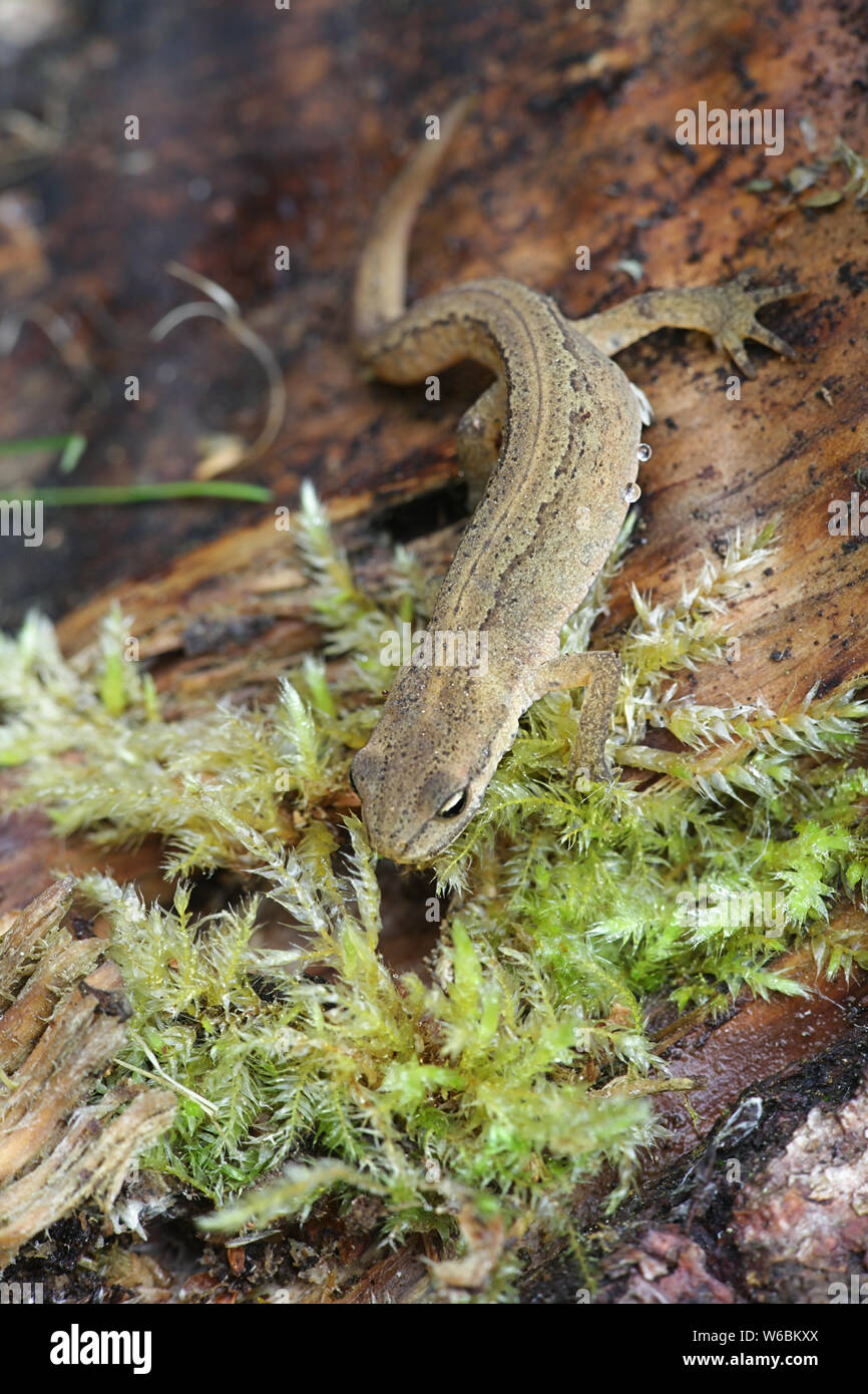 Lissotriton vulgaris, known as the smooth newt or the common newt Stock ...