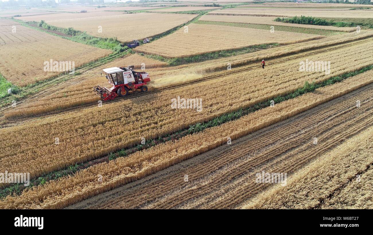 A reaping machine harvests wheat in the field in Gaotou village ...