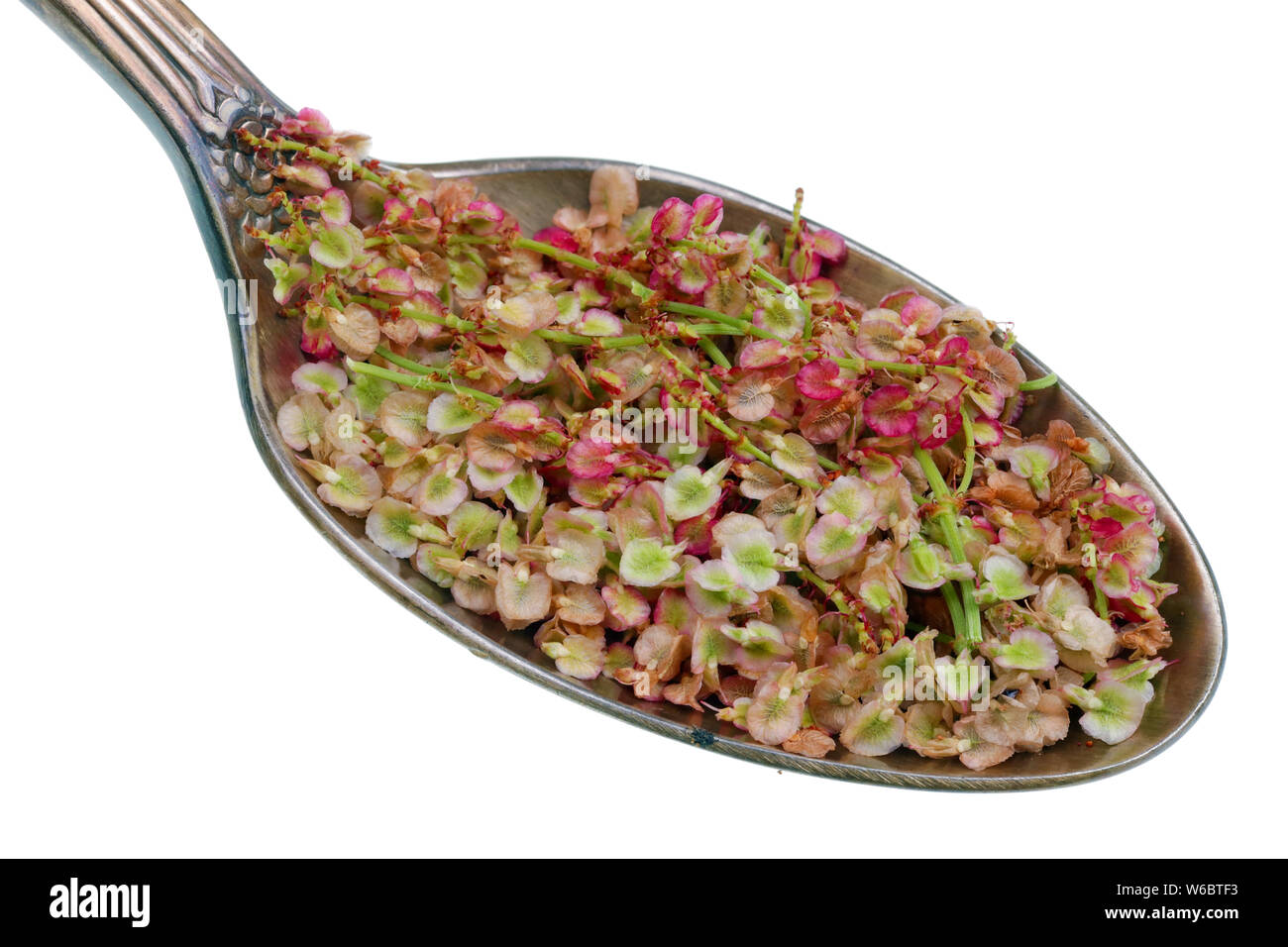 Horse alternative Cut Out Stock Images & Pictures - Alamy